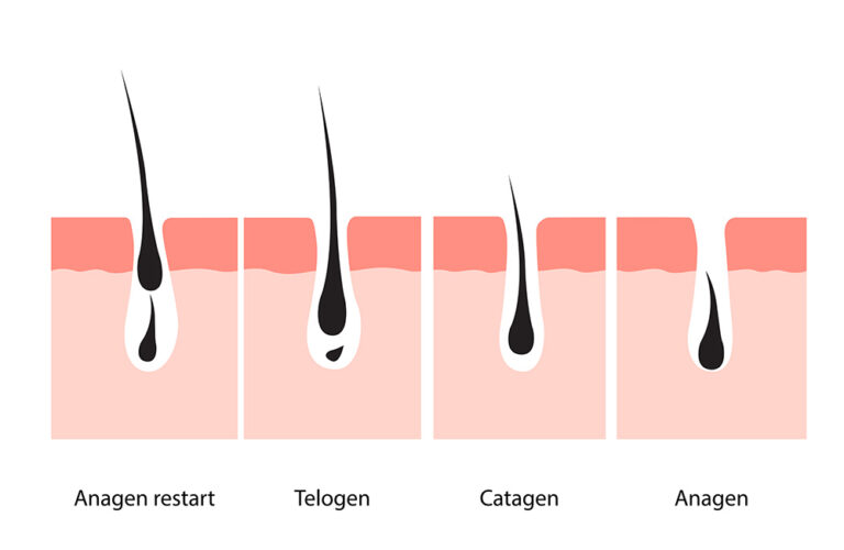 Understanding the 3 Stages of Hair Growth | Hair Doctors